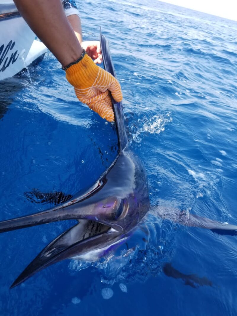 Fishing Gallery, Photos & Videos. Hooked Up Sport Fishing